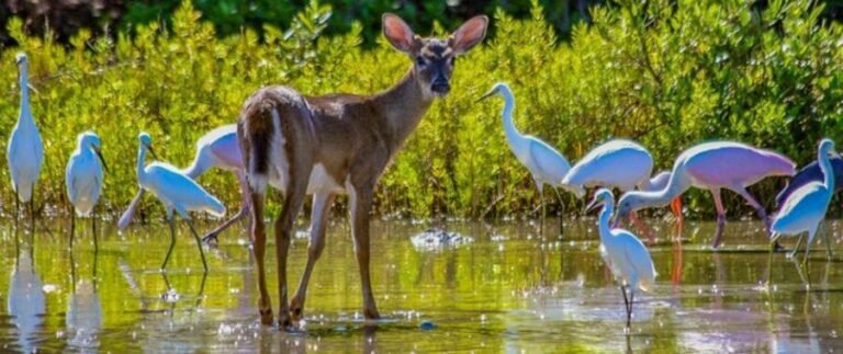 Key Deer at National Key Deer Refuge Big Pine Key Florida | Beach ...